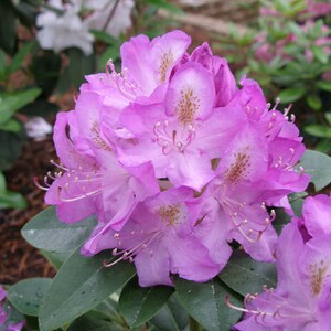 Rhododendron Minnetonka Stunning Purple, White and Gold Blooms Will ...
