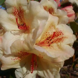 Rhododendron Viscy- Ruffled Yellow Blooms With Red Freckles- Will Grow ...