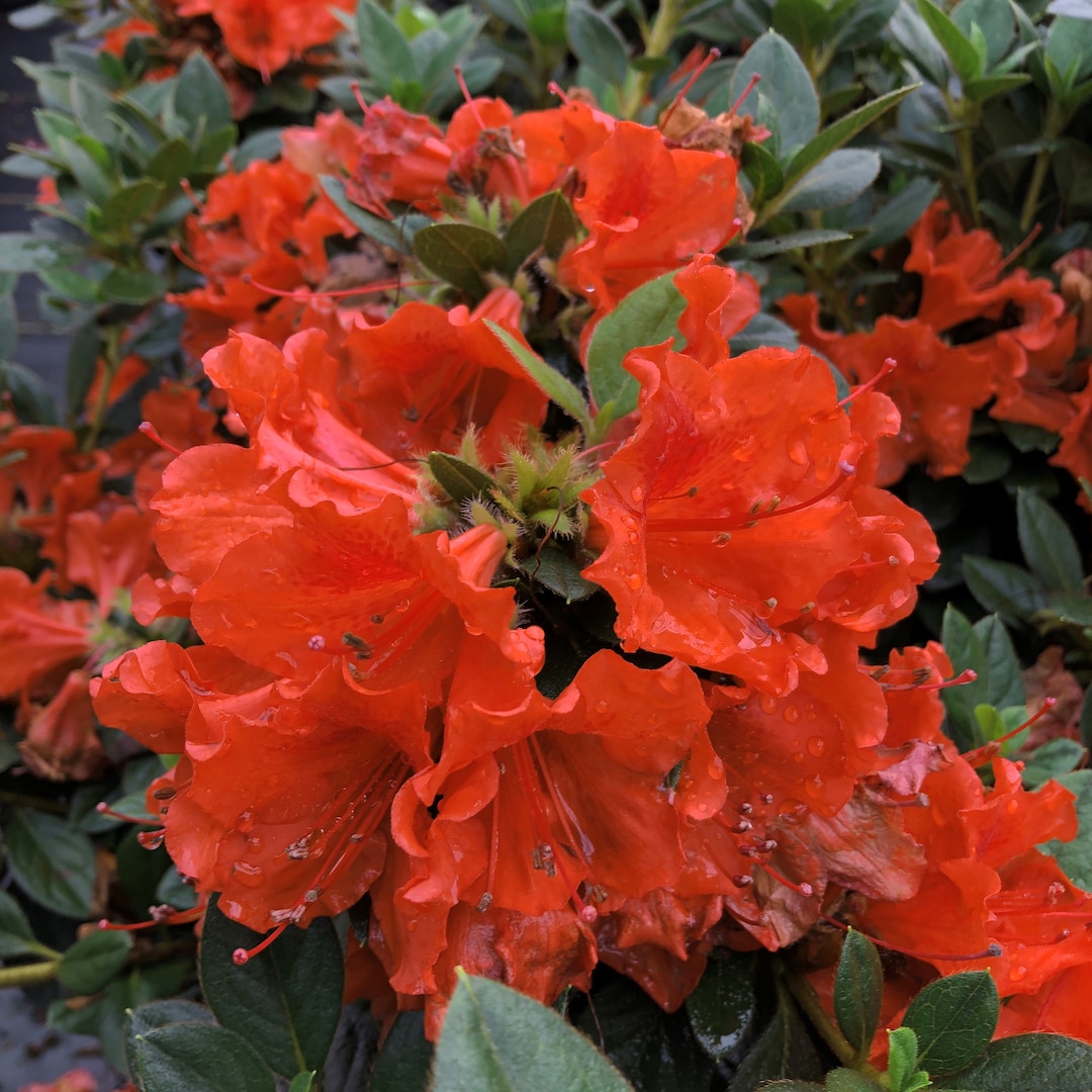 Azalea 'greenwood Orange' #1 Container Grown Plant 8"-12" Wide - Etsy