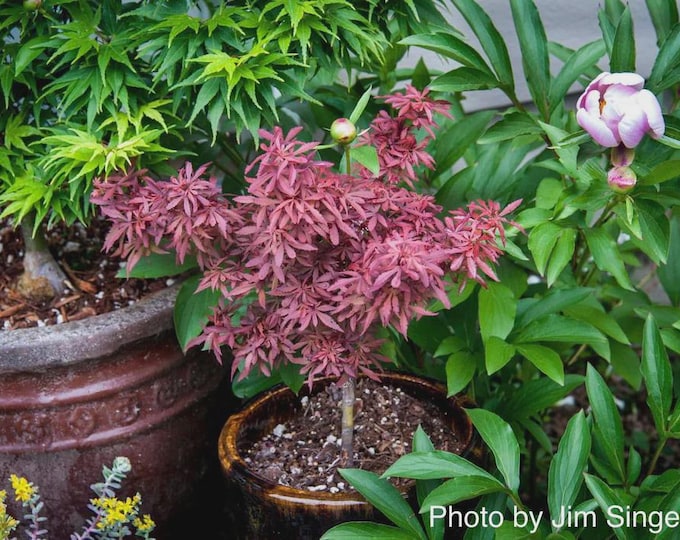 Acer Palmatum 'fireball' Dwarf Japanese Maple- #1 Container Size- 12-20 ...