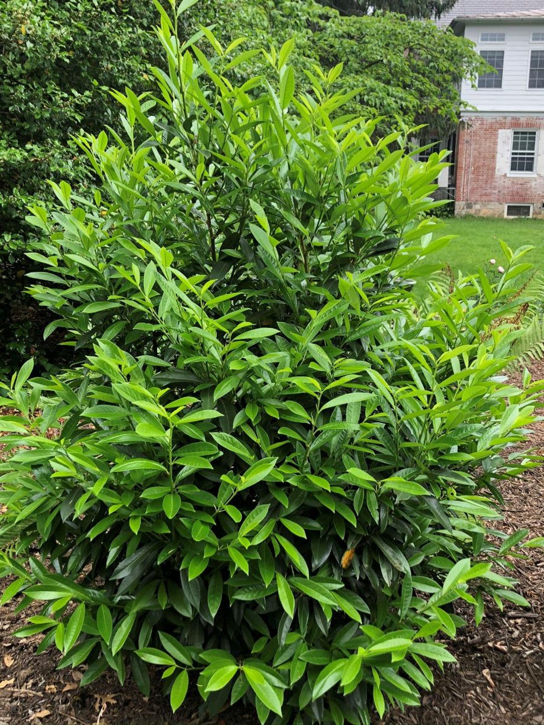 Schip Laurel – Prunus Laurocerasus ‘schipkaensis’ – Evergreen Privacy ...