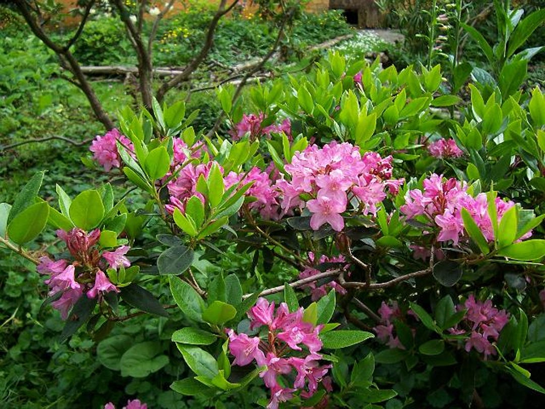 Rhododendron Myrtifolium- Beautiful Lilac Blooms- Compact- Extremely ...