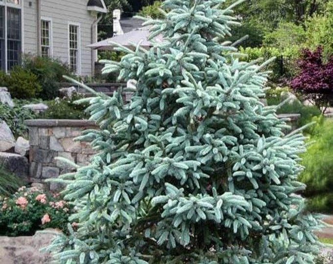 Paul's Select Norway Spruce- Vibrant Blue Color- #1 Container Size - Etsy
