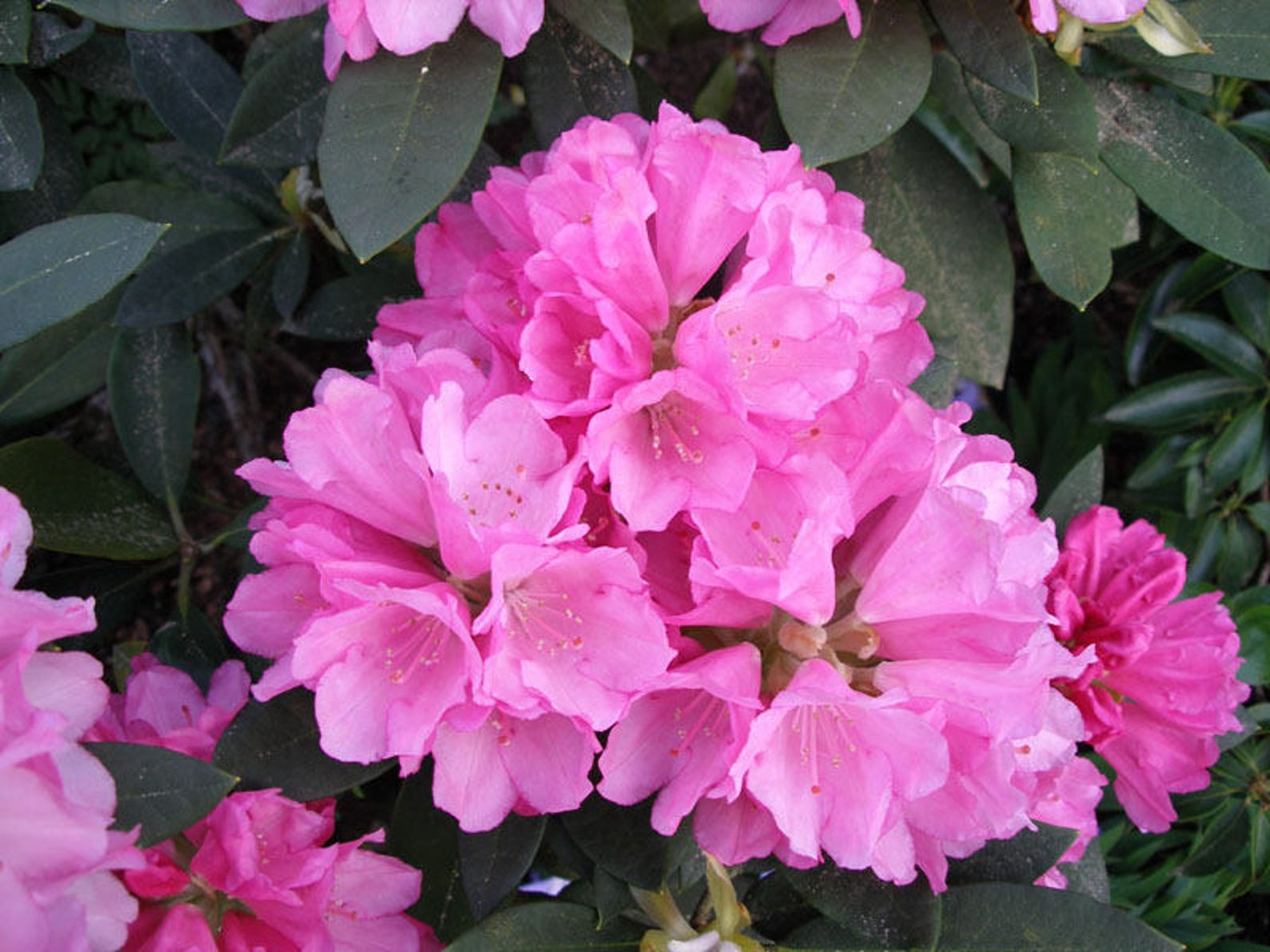 Rhododendron Queen Alice - Bright Pink Blooms - Hardy to -10 F Degrees ...