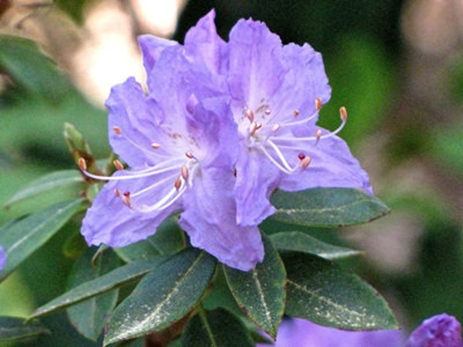 Rhododendron Blue Diamond - Small Purple (blueish) Blooms - Hardy to -5 ...