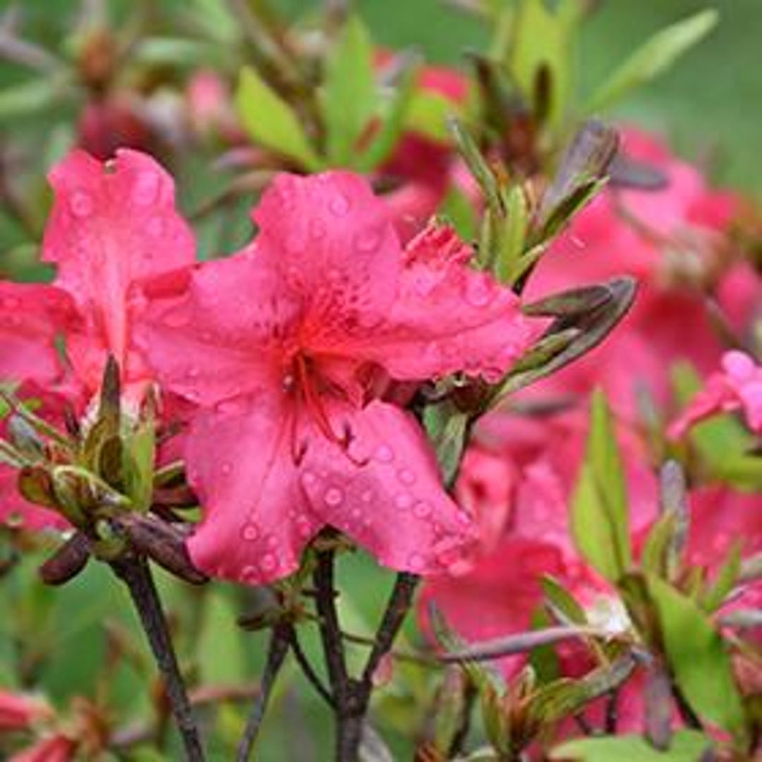 Azalea Girard’s Border Gem #3 12"-15" Wide Container Grown Plant - Etsy
