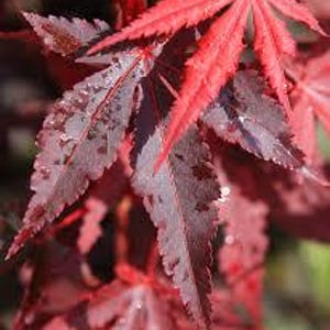 Acer Palmatum ‘twombly’s Red Sentinel’ – Columnar Red Japanese Maple ...