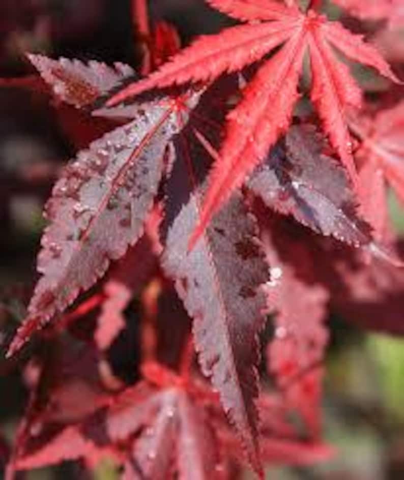 Acer Palmatum ‘twombly’s Red Sentinel’ – Columnar Red Japanese Maple ...