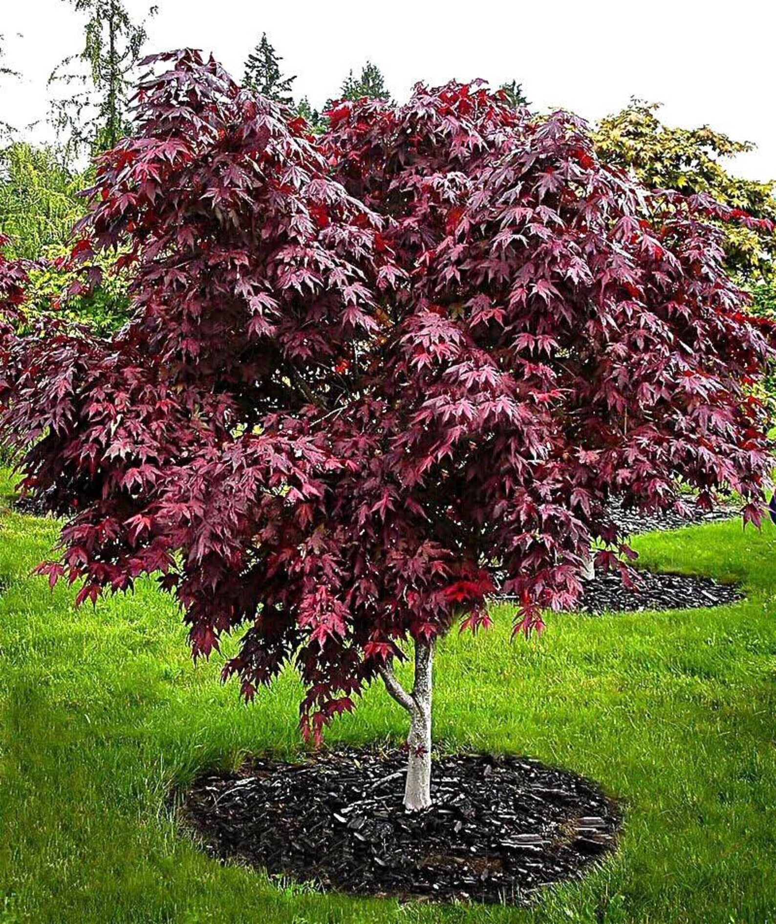 Bloodgood Japanese Maple Tree (acer Palmatum 'bloodgood') – Upright Red ...