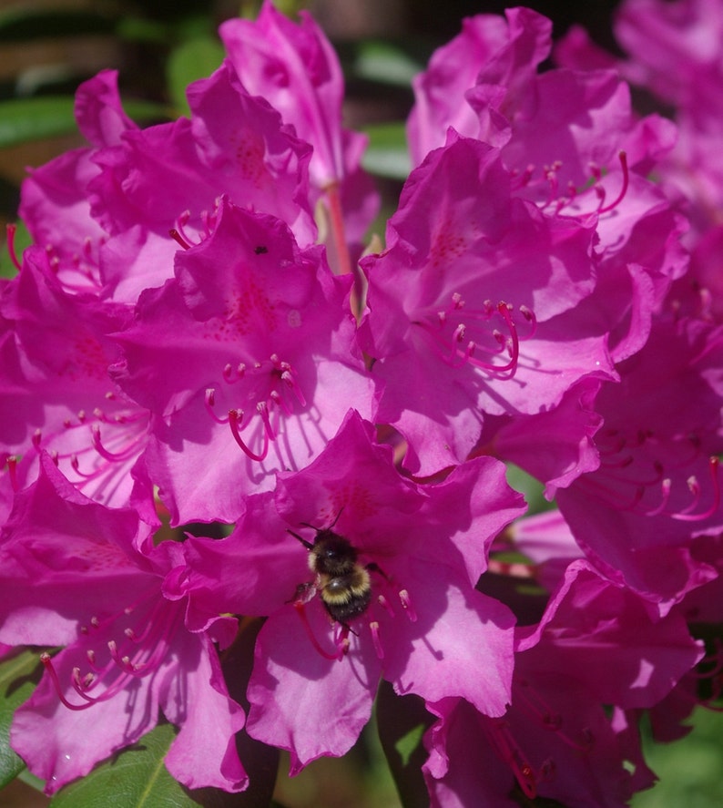 Rhododendron Roseum Elegans - Pink Blooms - Will Grow to Seven Feet ...