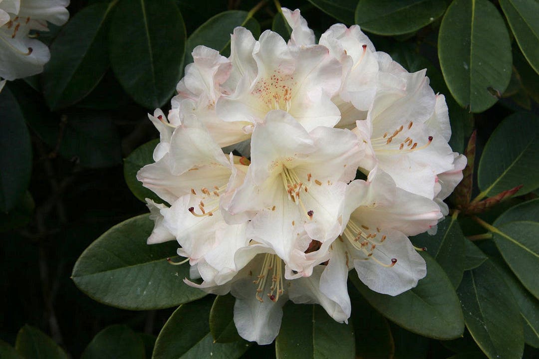 Rhododendron Unique - Large White Blooms - Hardy to 0 F Degrees - Grows ...