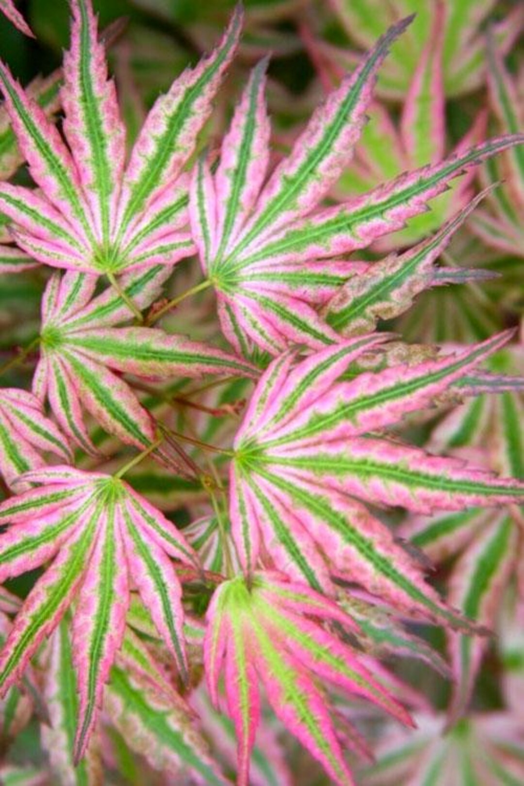 Ikandi Japanese Maple – Rare Pink Variegated Acer Palmatum Tree – #1 ...