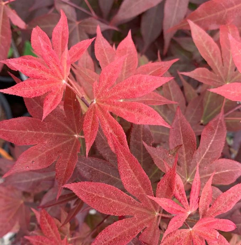 Acer Palmatum 'red Baron' Red Baron Japanese Maple Zones 5-9 Grown in a ...