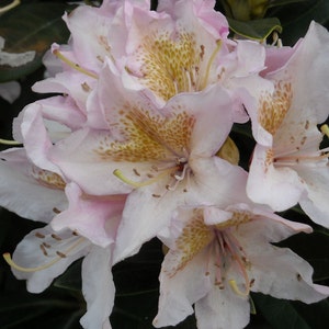 Rhododendron Cunningham’s Blush - Pink Blooms With Pink and Gold Blotch ...