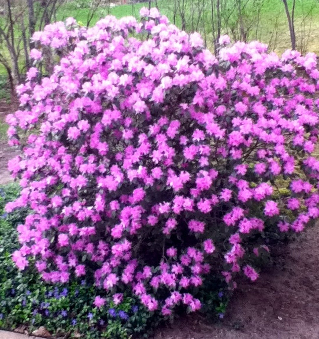 Rhododendron PJM - Lilac Purple Blooms - Will Grow to Five Feet - Hardy ...