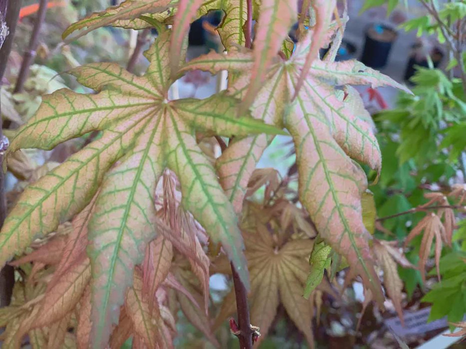 Acer Palmatum 'nebula' Japanese Maple | Rare Reticulated Acer | Pink ...