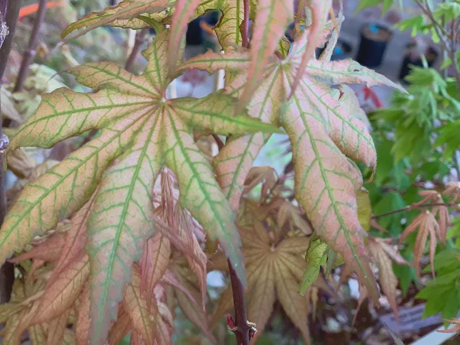Acer Palmatum 'nebula' Japanese Maple | Rare Reticulated Acer | Pink ...