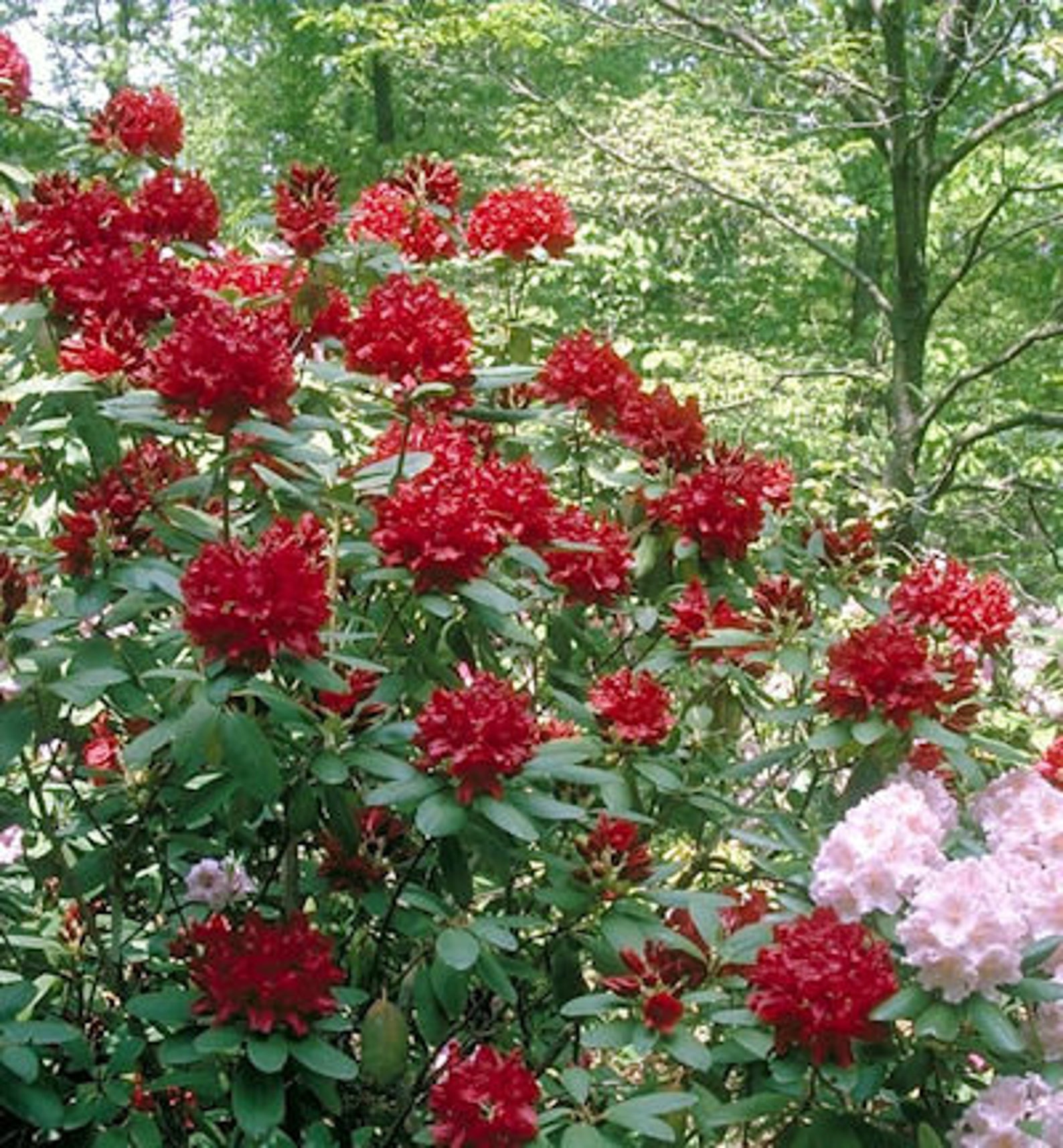 Rhododendron Francesca - True Red Bloom - Will Grow to Four Feet - 12 ...