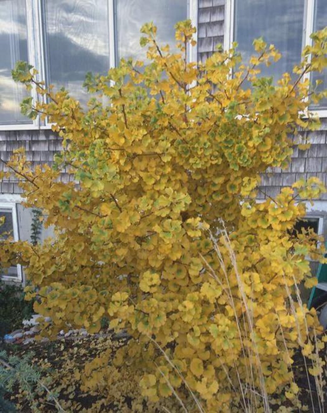 Ginkgo Biloba 'spring Grove' - Dwarf Upright Tree- Gorgeous Fall Color ...