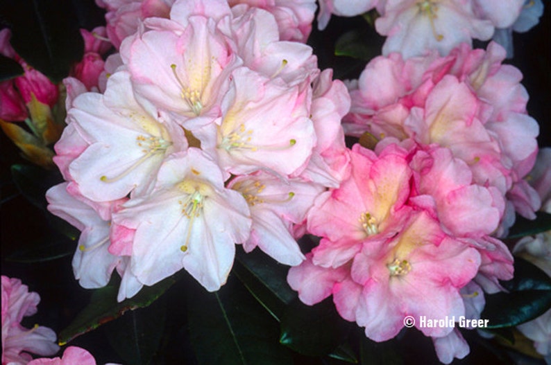 Rhododendron Yaku Sunrise - Pink and White Blooms - Will Grow to Three ...