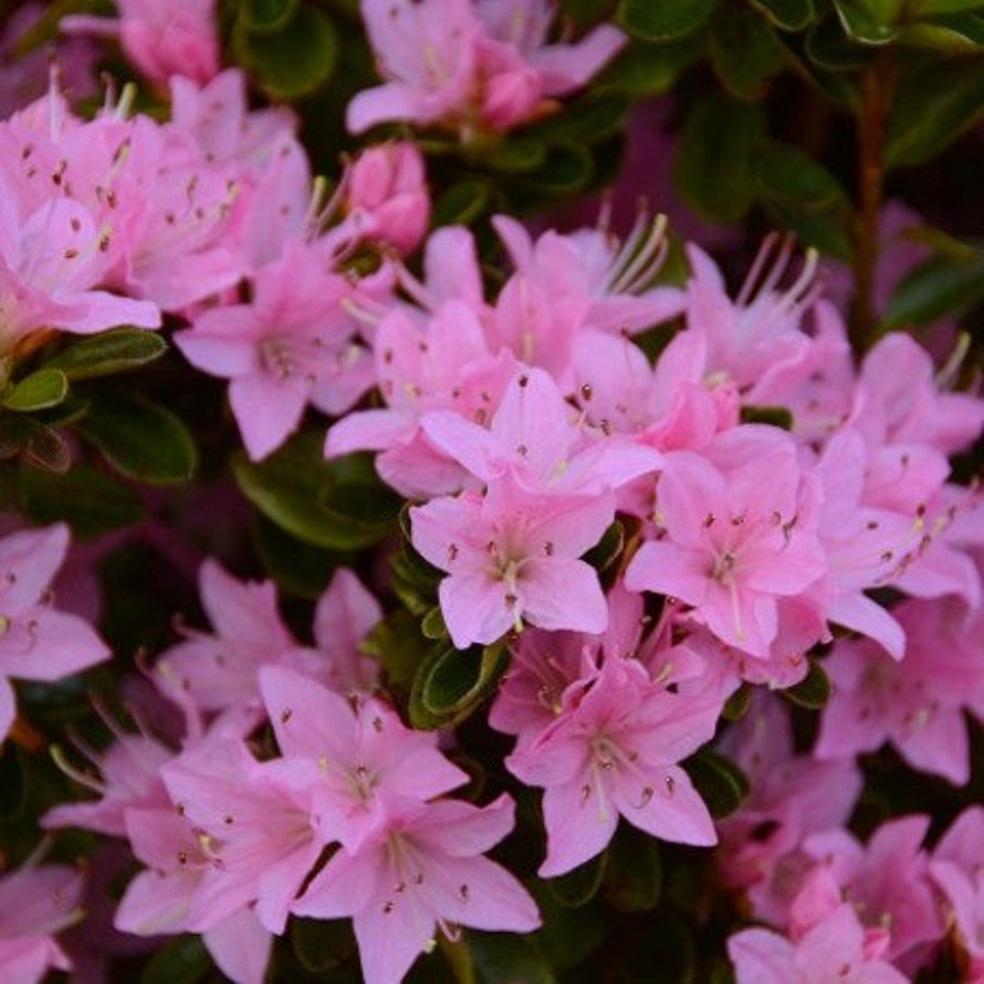 Azalea 'sweet Briar' #3 Container Grown Plant 12-15" Wide Plant - Etsy