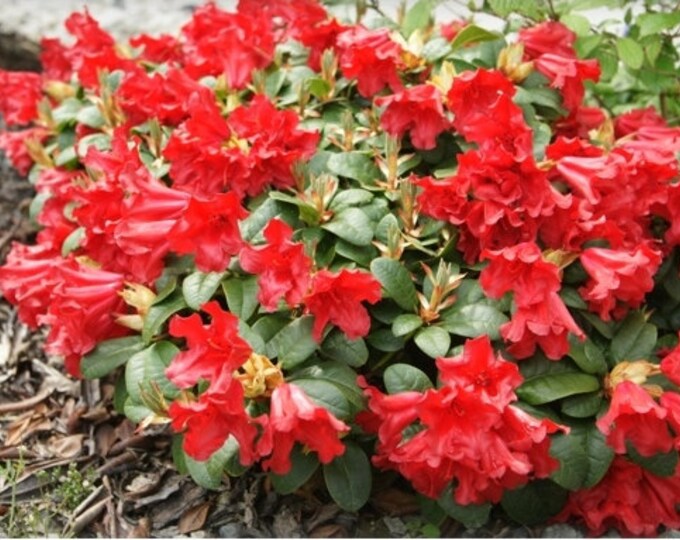 Rhododendron Baden-baden Bright Red Blooms Hardy to 15F - Etsy