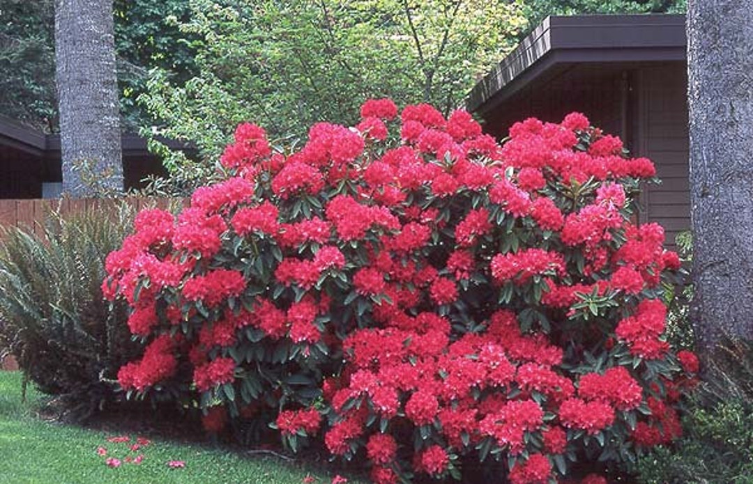 Rhododendron the Honourable Jean Marie De Montague Strong Red Blooms ...