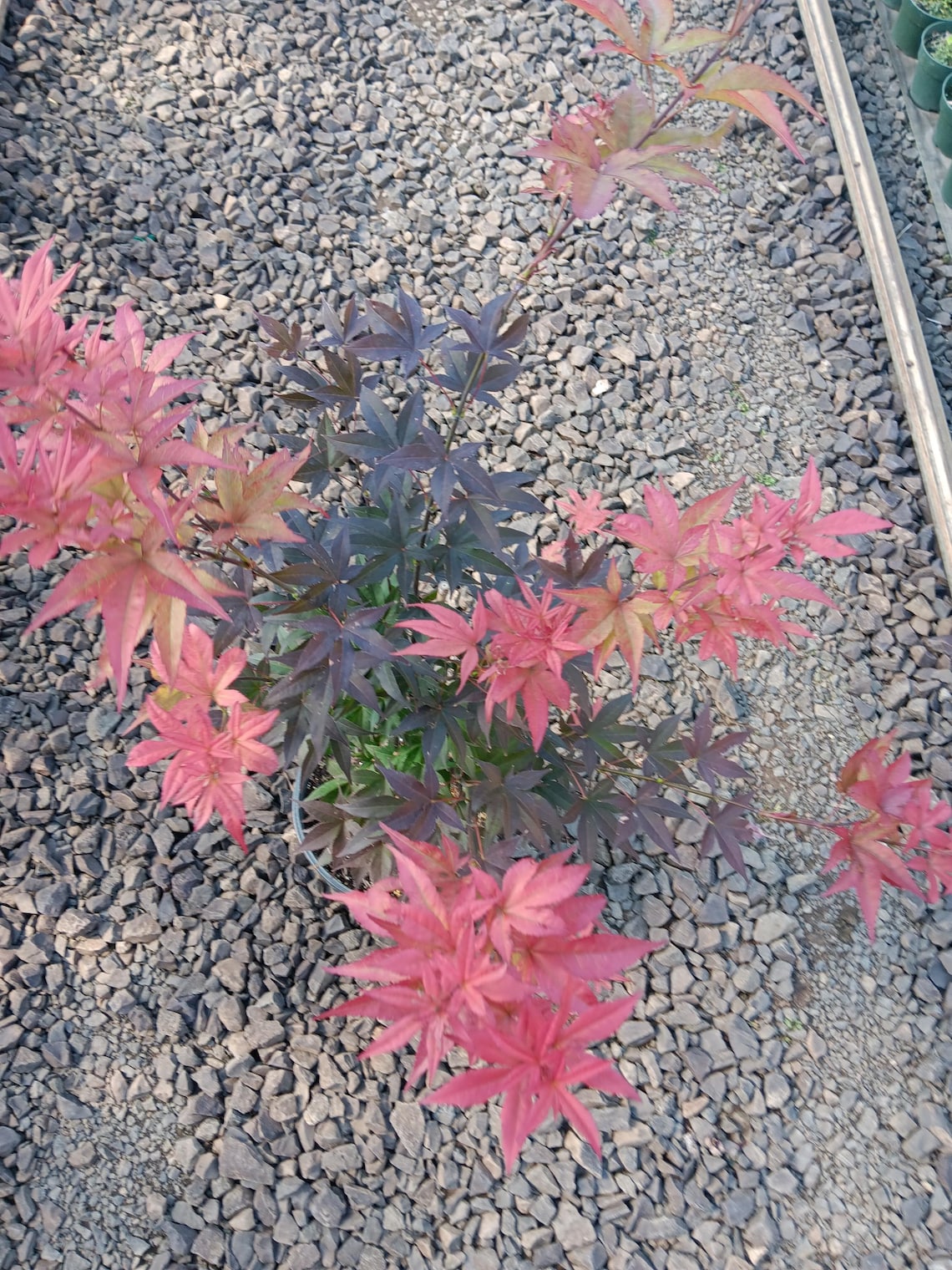 Acer Palmatum 'red Baron' Red Baron Japanese Maple Zones 5-9 Grown in a ...