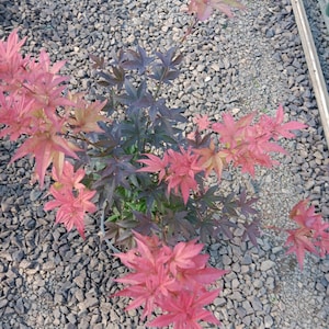 Acer Palmatum 'red Baron' Red Baron Japanese Maple Zones 5-9 Grown in a ...