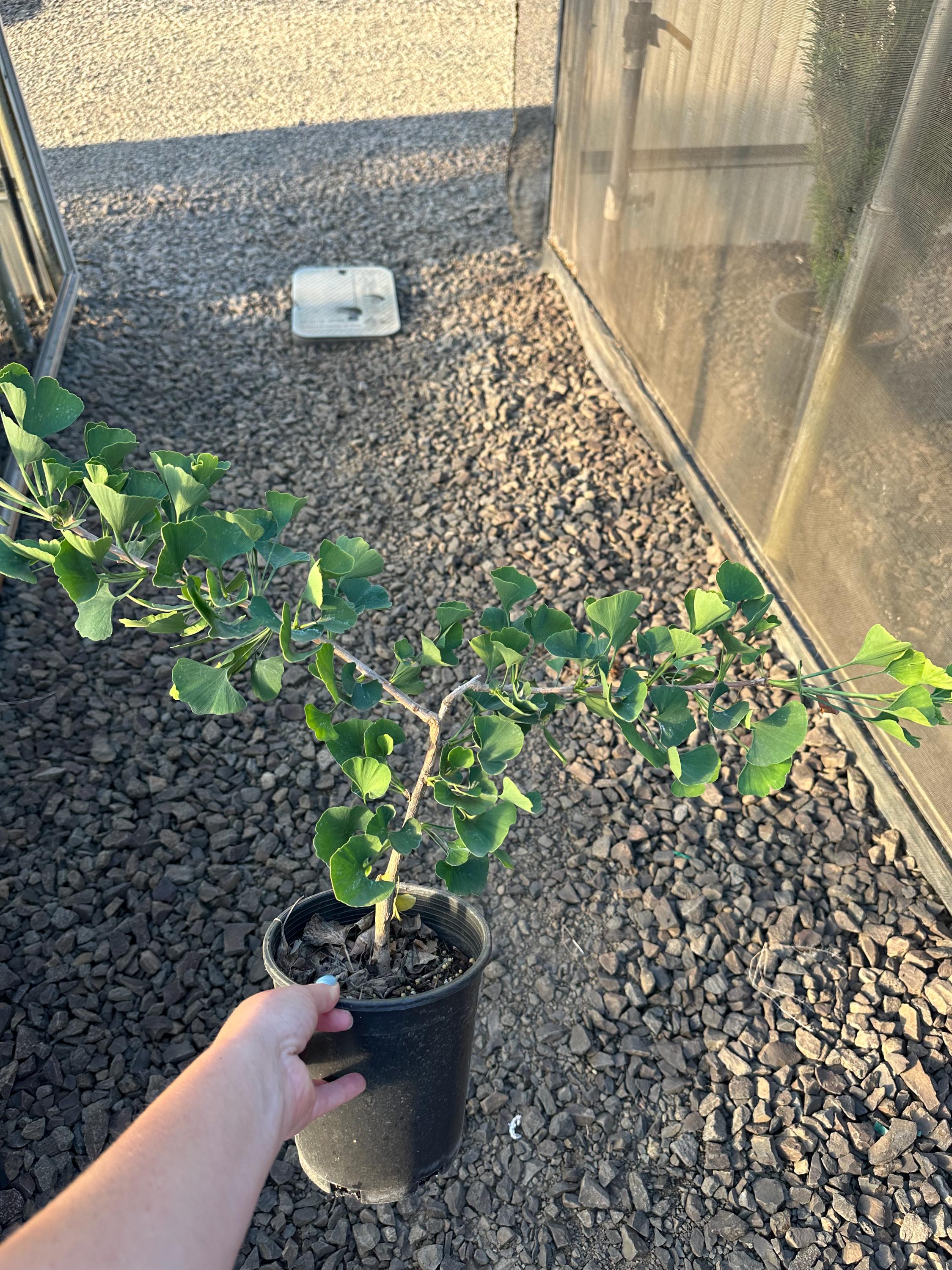 Ginkgo Biloba 'jade Butterflies' | Broad Upright Ginkgo Tree- 6 ...