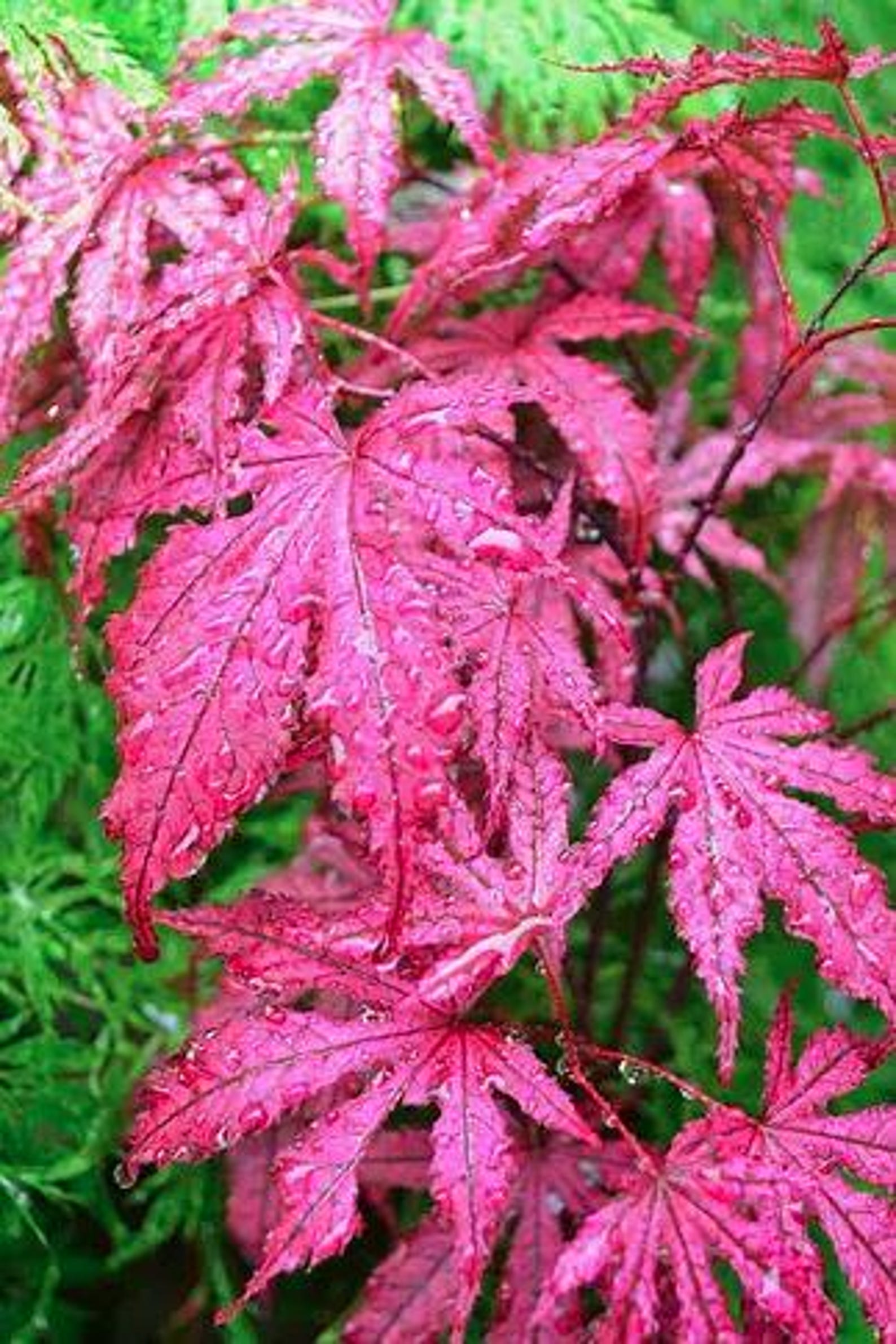 Acer Palmatum 'amagi Shigure' Japanese Maple 3 Container Grown Zone 5-9 ...