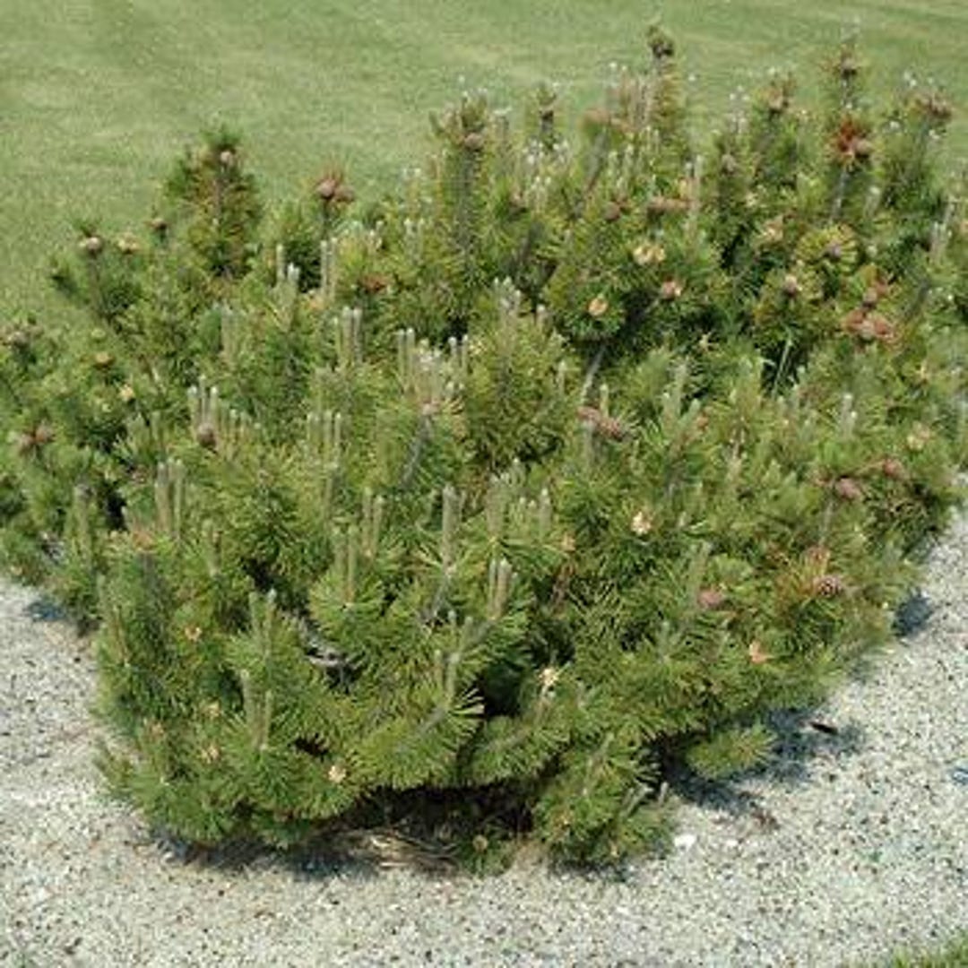 Pinus Mugo Pumilo #2 Container Grown Beautiful Plant Zone 2-7 - Etsy
