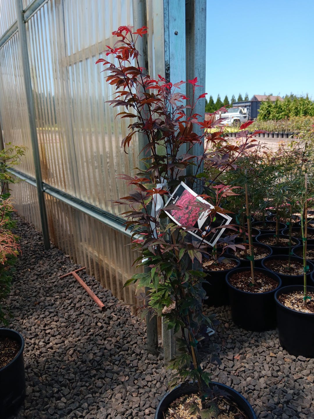 Acer Palmatum 'ruslyn-in-the-pink' 3 SIZE POT Grown ZONE 5-9 - Etsy