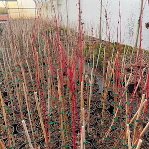 Winter Flame Japanese Maple Tree (acer Palmatum 'winter Flame') – Dwarf ...