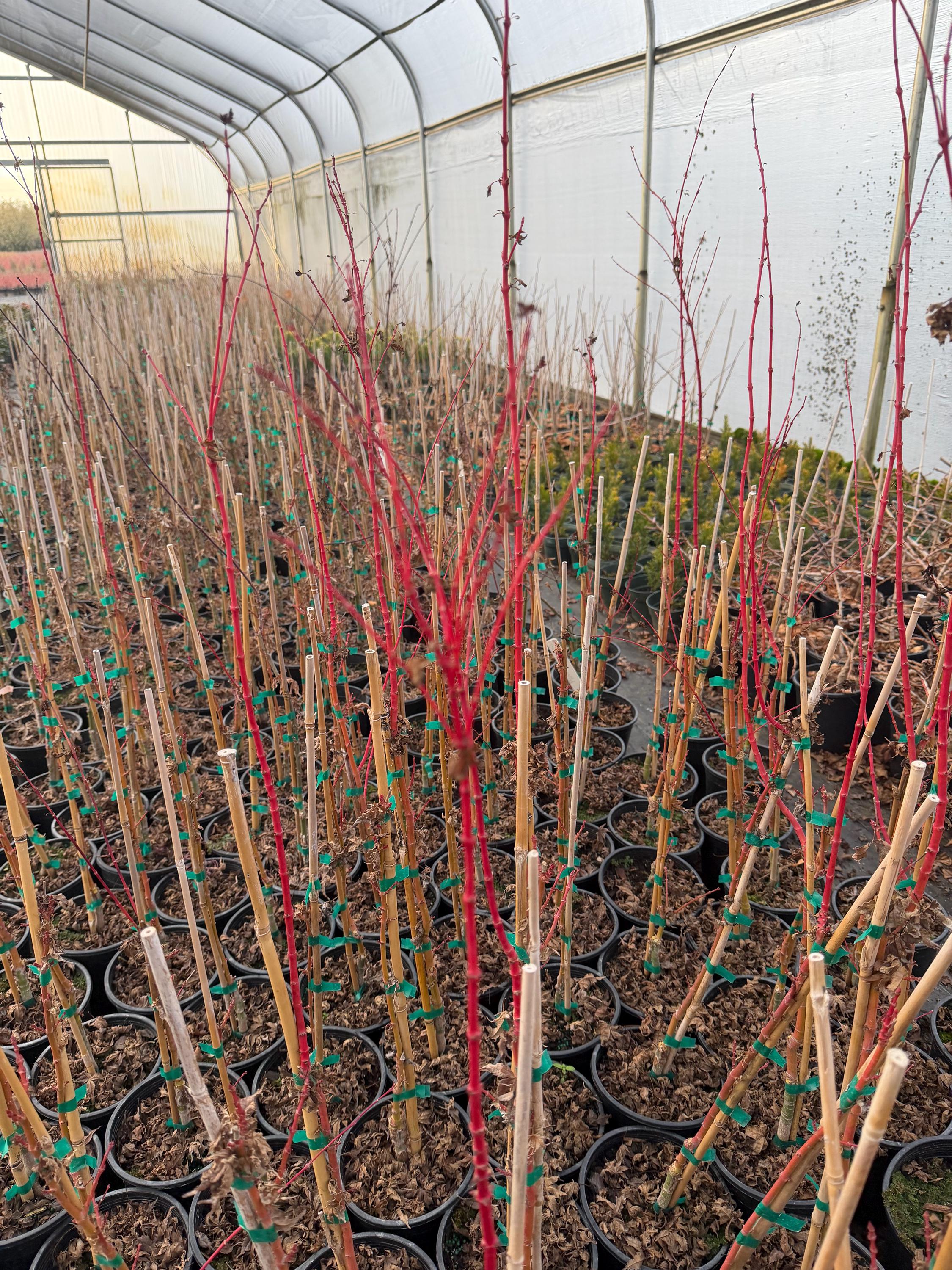 Winter Flame Japanese Maple Tree (acer Palmatum 'winter Flame') – Dwarf ...