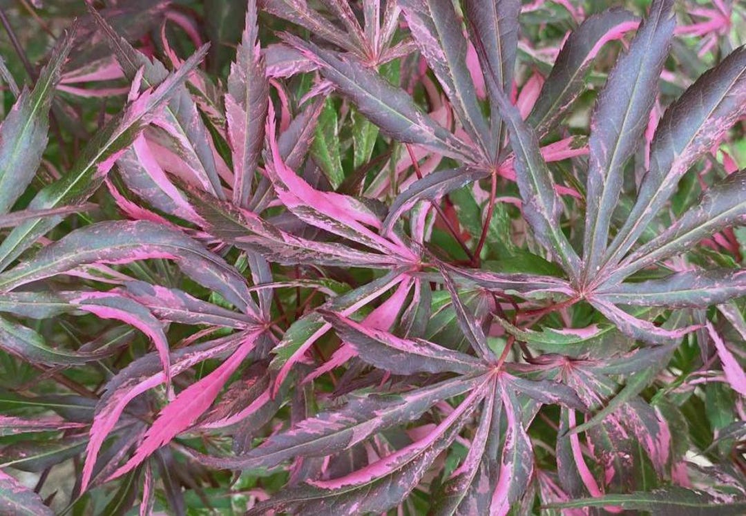 Lileanne's Jewel Japanese Maple – Rare Red Variegated Acer Palmatum ...