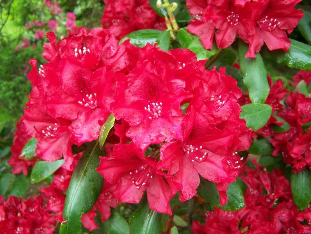 Rhododendron War Dance 12-15" Wide Plant - Cold Hardy to -10 - Etsy
