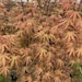 Acer Palmatum 'nebula' Japanese Maple | Rare Reticulated Acer | Pink ...
