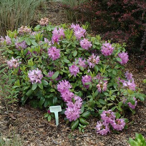 Rhododendron Minnetonka - Stunning Purple, White and Gold Blooms - Will ...