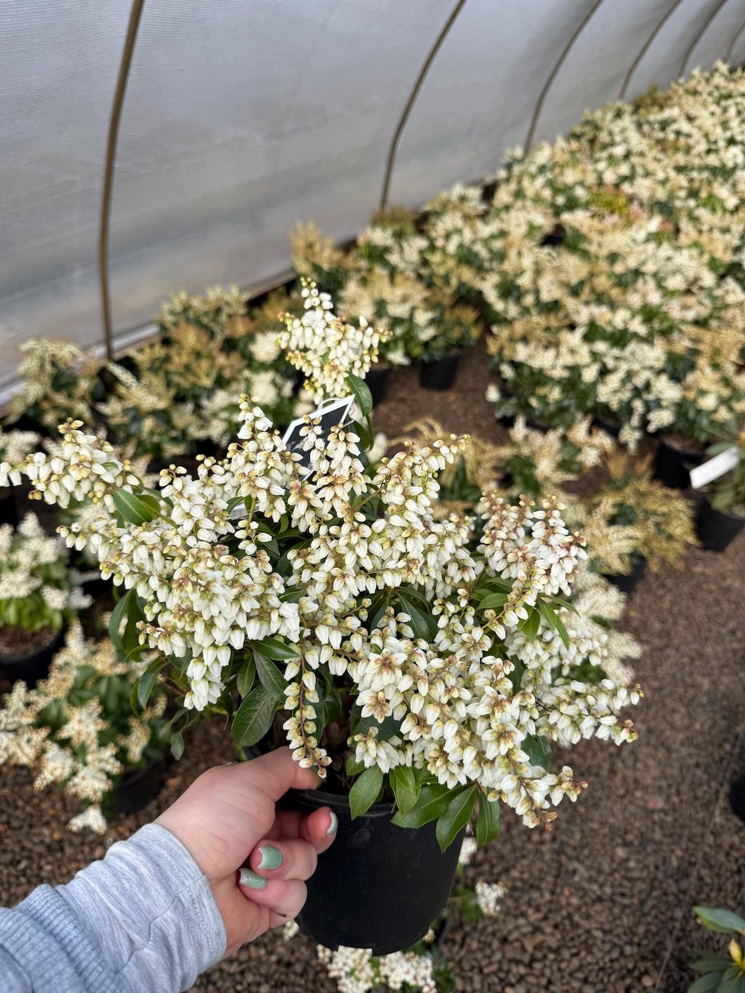 Pieris Japonica 'karenoma'- Beautiful Bell Shaped Fragrant Blooms ...