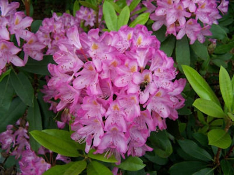 Rhododendron Maximum Roseum Dark Pink Bloom With Yellow | Etsy
