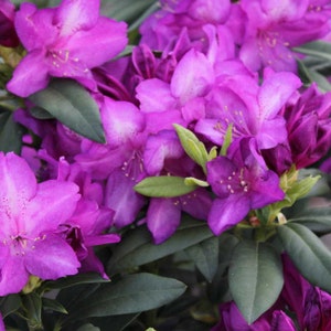 Rhododendron Purple Passion - Purple Blooms With a Touch of White ...