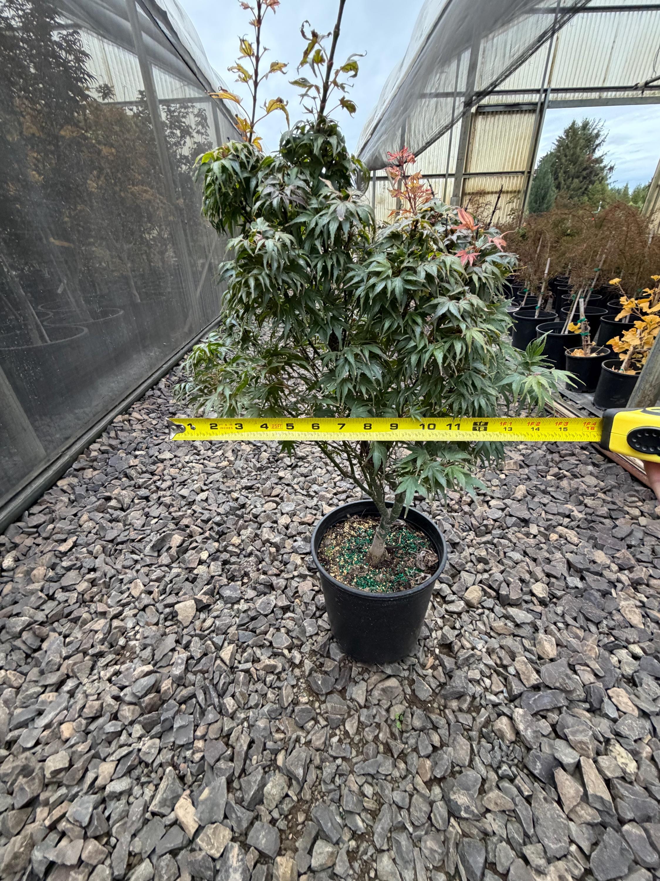Acer Palmatum 'kuro Hime' Rare Kuro Hime Dwarf Princess Japanese Maple ...