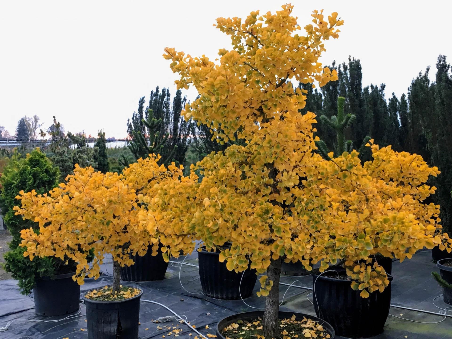 Ginkgo Biloba 'jade Butterflies' | Broad Upright Ginkgo Tree- 6 ...