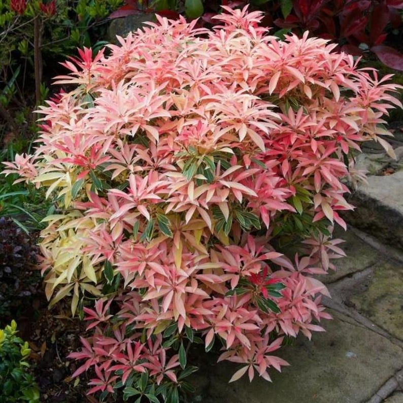 Pieris 'flaming Silver' Andromeda | Variegated Evergreen With Red ...