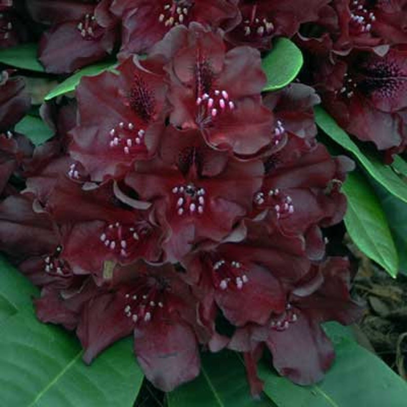 Rhododendron Black Widow - Dark, Dark Red, Almost Black Blooms - Hardy ...