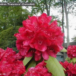 Rhododendron Francesca - True Red Bloom - Will Grow to Four Feet - 12 ...