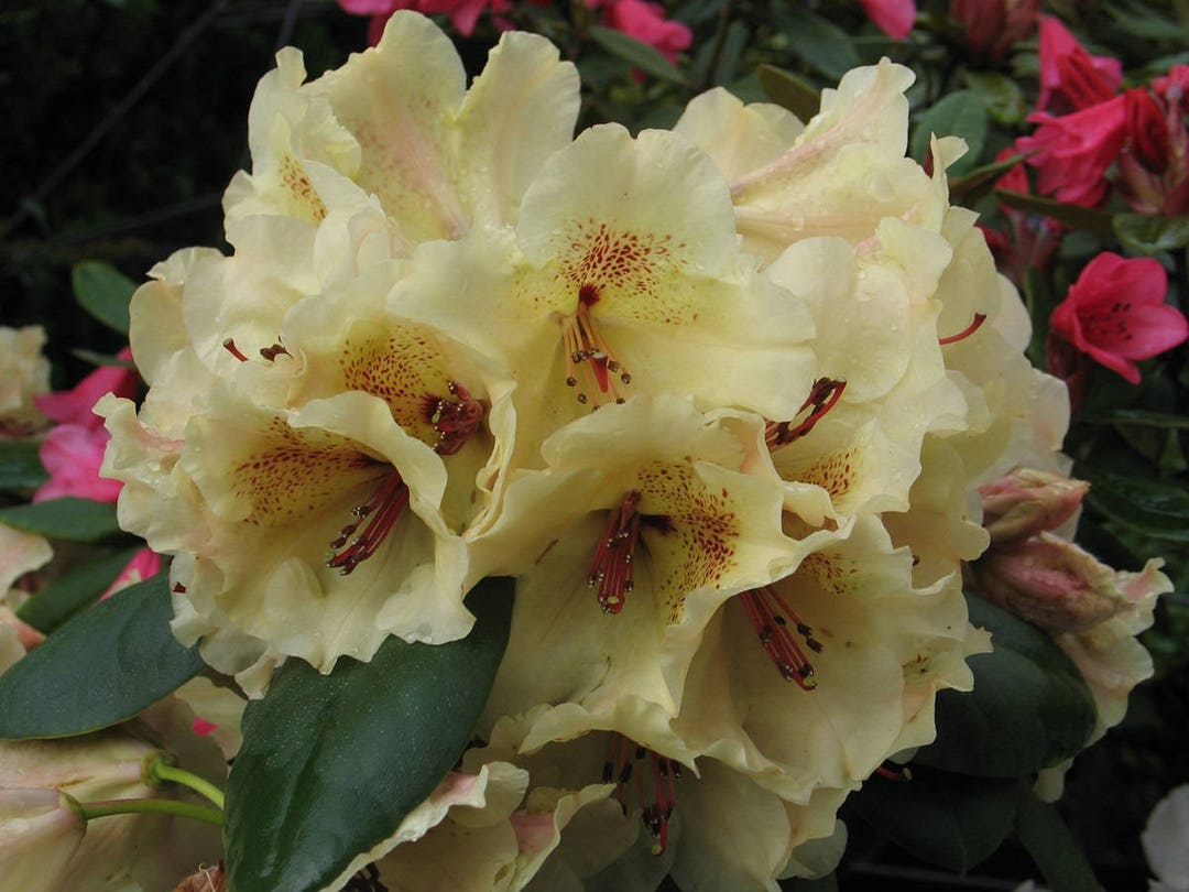 Rhododendron Viscy- Ruffled Yellow Blooms With Red Freckles- Will Grow ...