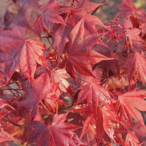 Bloodgood Japanese Maple Tree (acer Palmatum 'bloodgood') – Upright Red ...