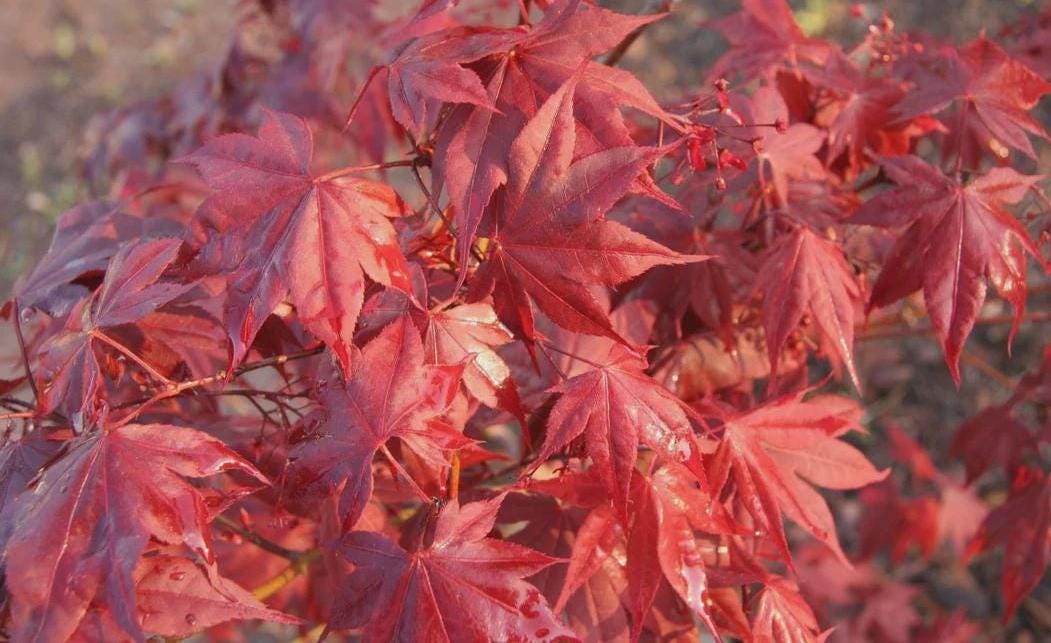Bloodgood Japanese Maple Tree (acer Palmatum 'bloodgood') – Upright Red ...